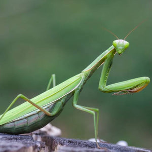 Obscure Guard Study: The Mantis Guard – BJJ Fanatics